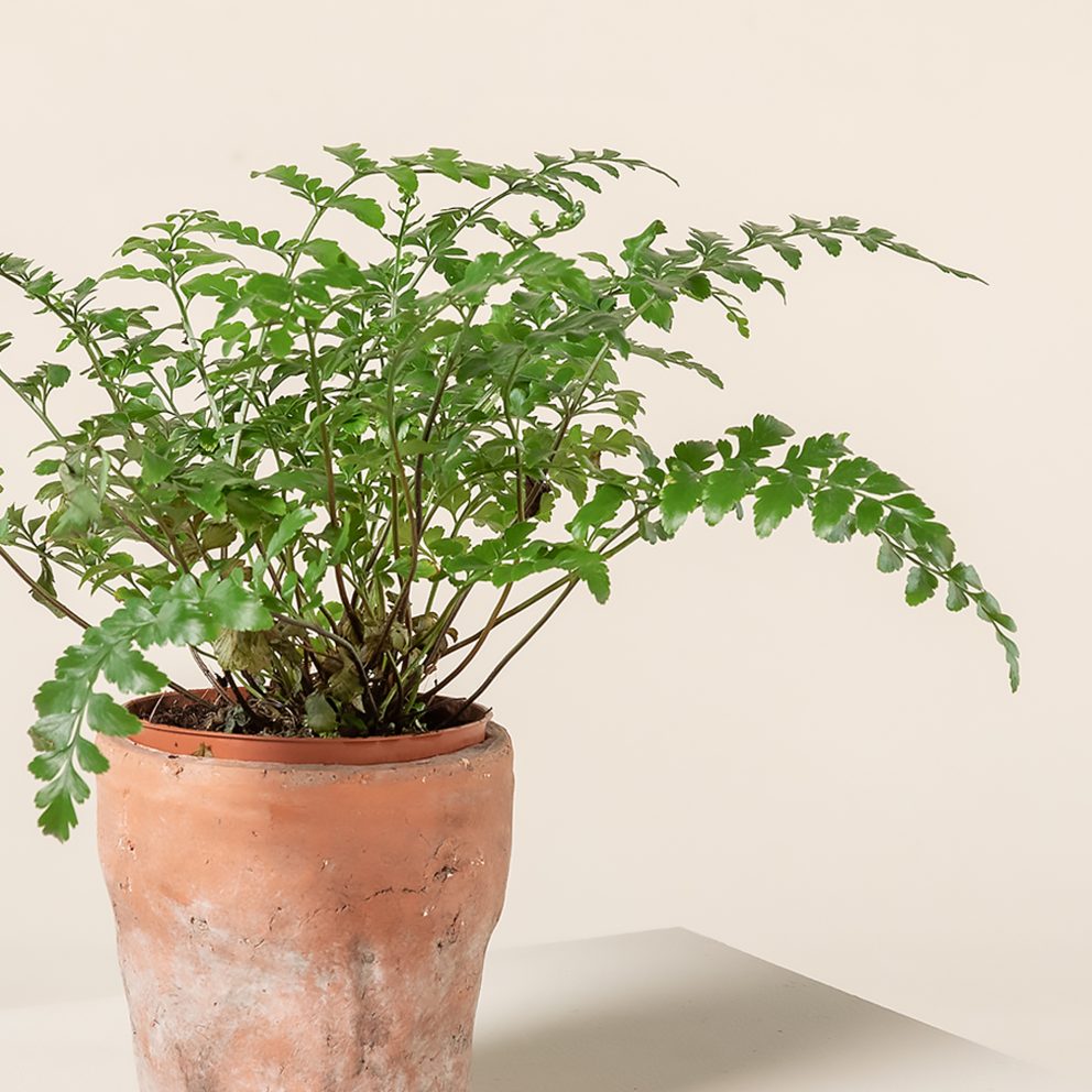 Asplenium ‘Parvati’ | The Palm Centre