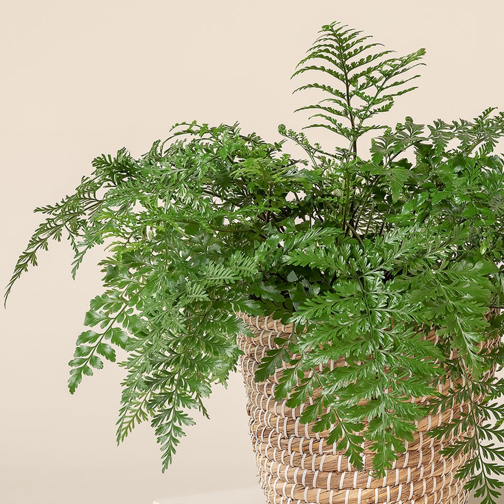 Asplenium ‘Parvati’ | The Palm Centre