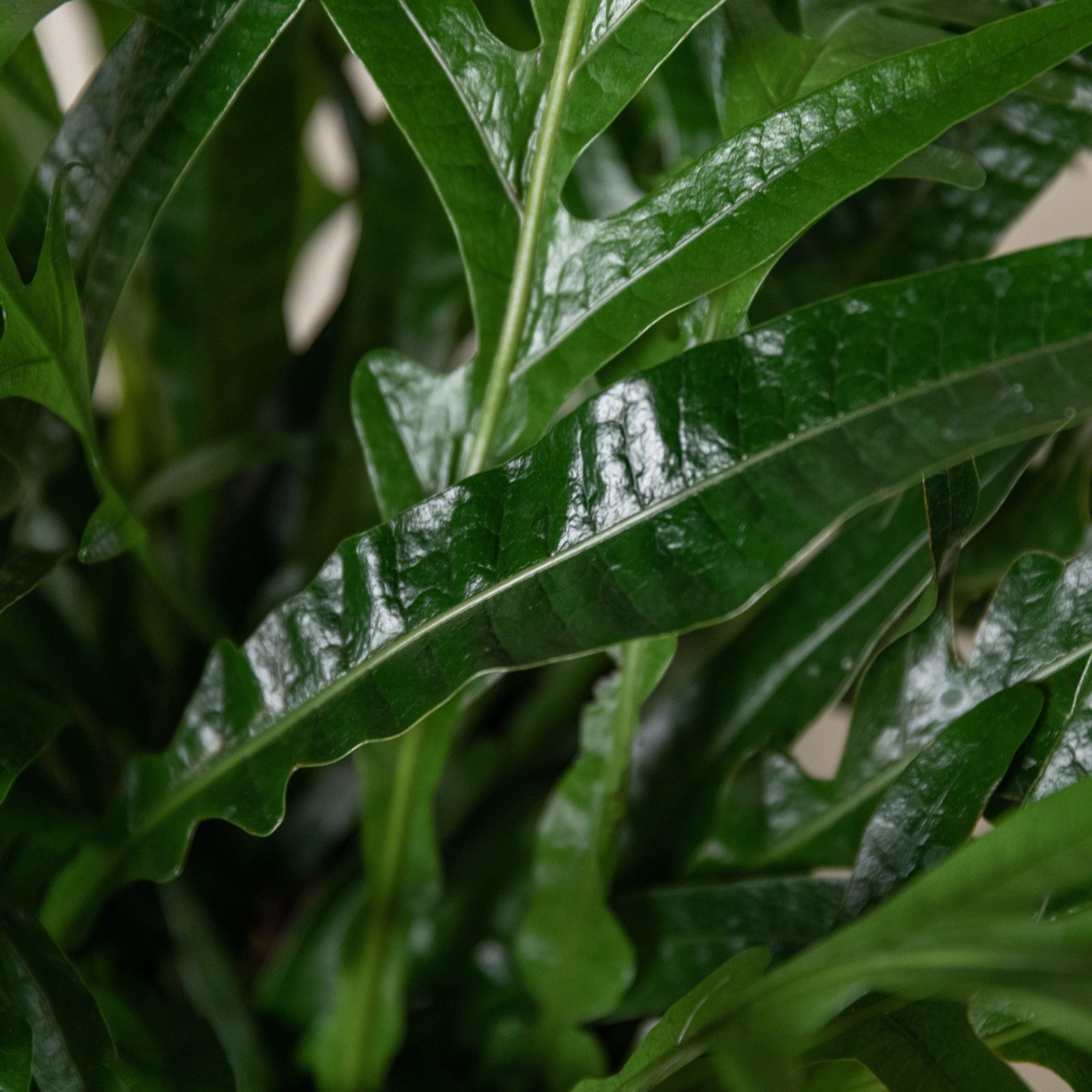 Aglaomorpha coronans ‘Jim’ | The Palm Centre