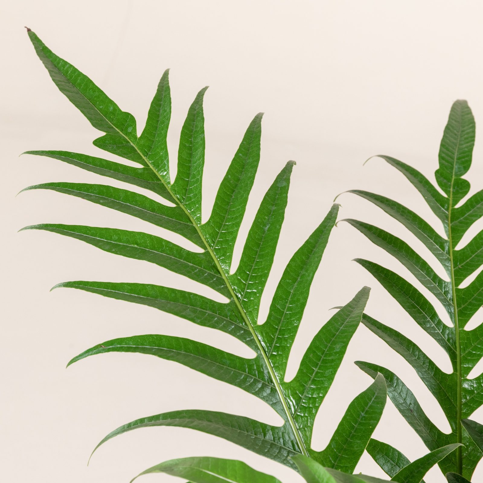 Aglaomorpha coronans ‘Jim’ | The Palm Centre