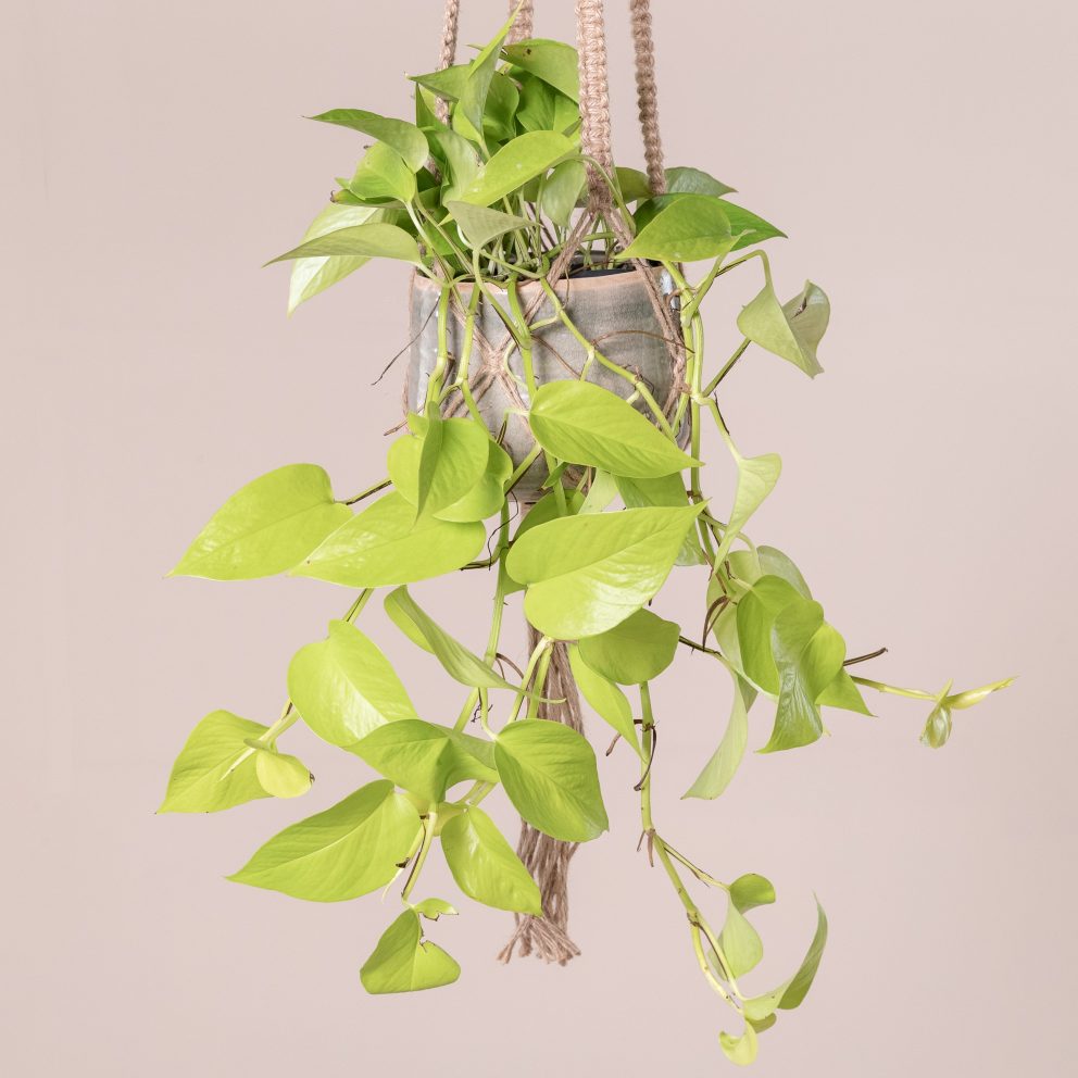 Scindapsus ‘Golden Pothos’ | The Palm Centre