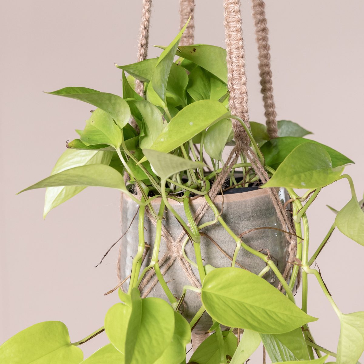 Scindapsus ‘Golden Pothos’ | The Palm Centre