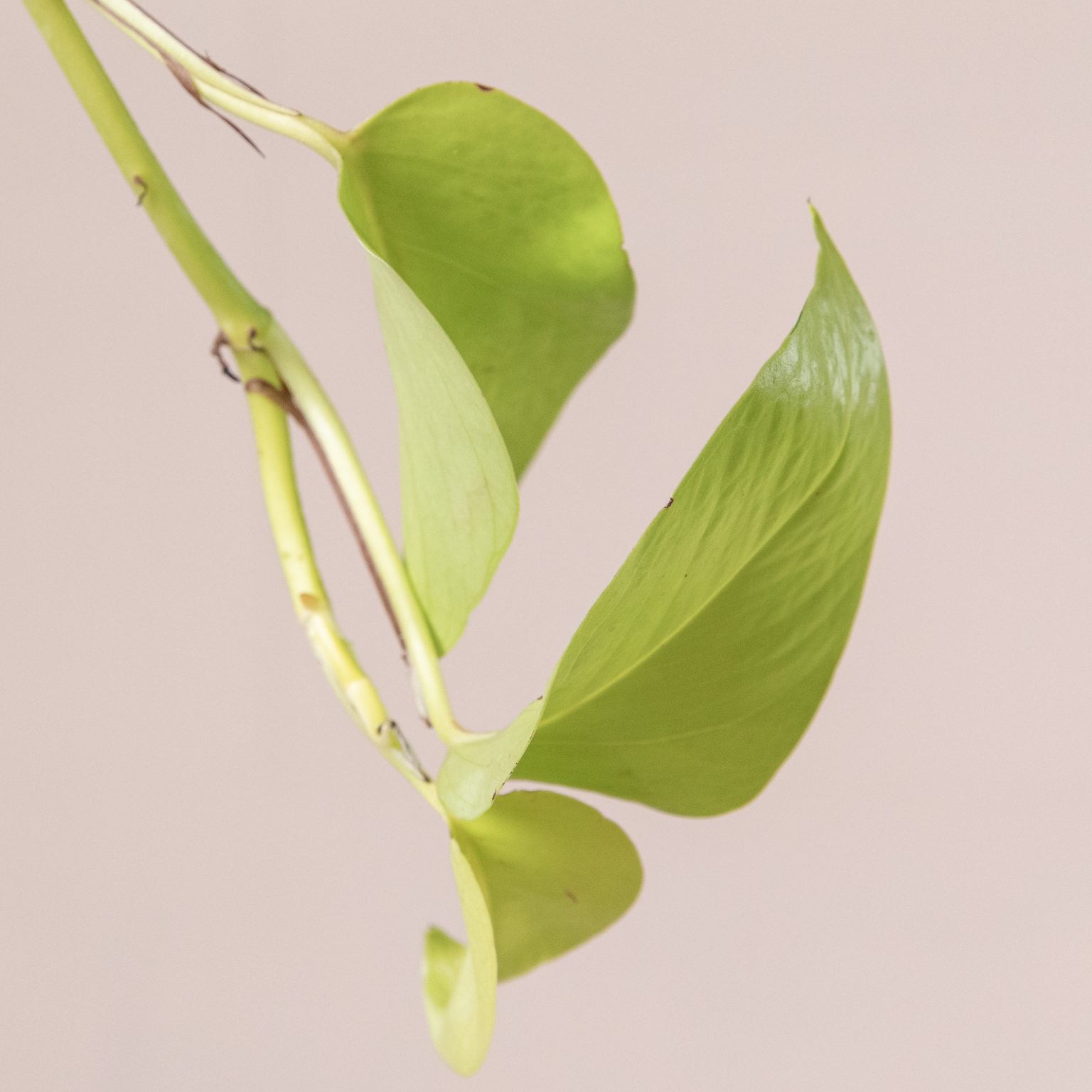 Scindapsus ‘Golden Pothos’ | The Palm Centre