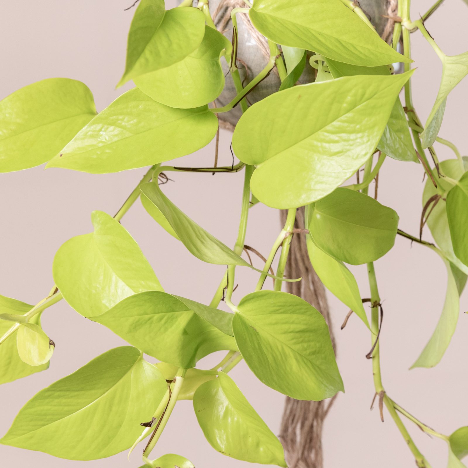 Scindapsus ‘Golden Pothos’ | The Palm Centre