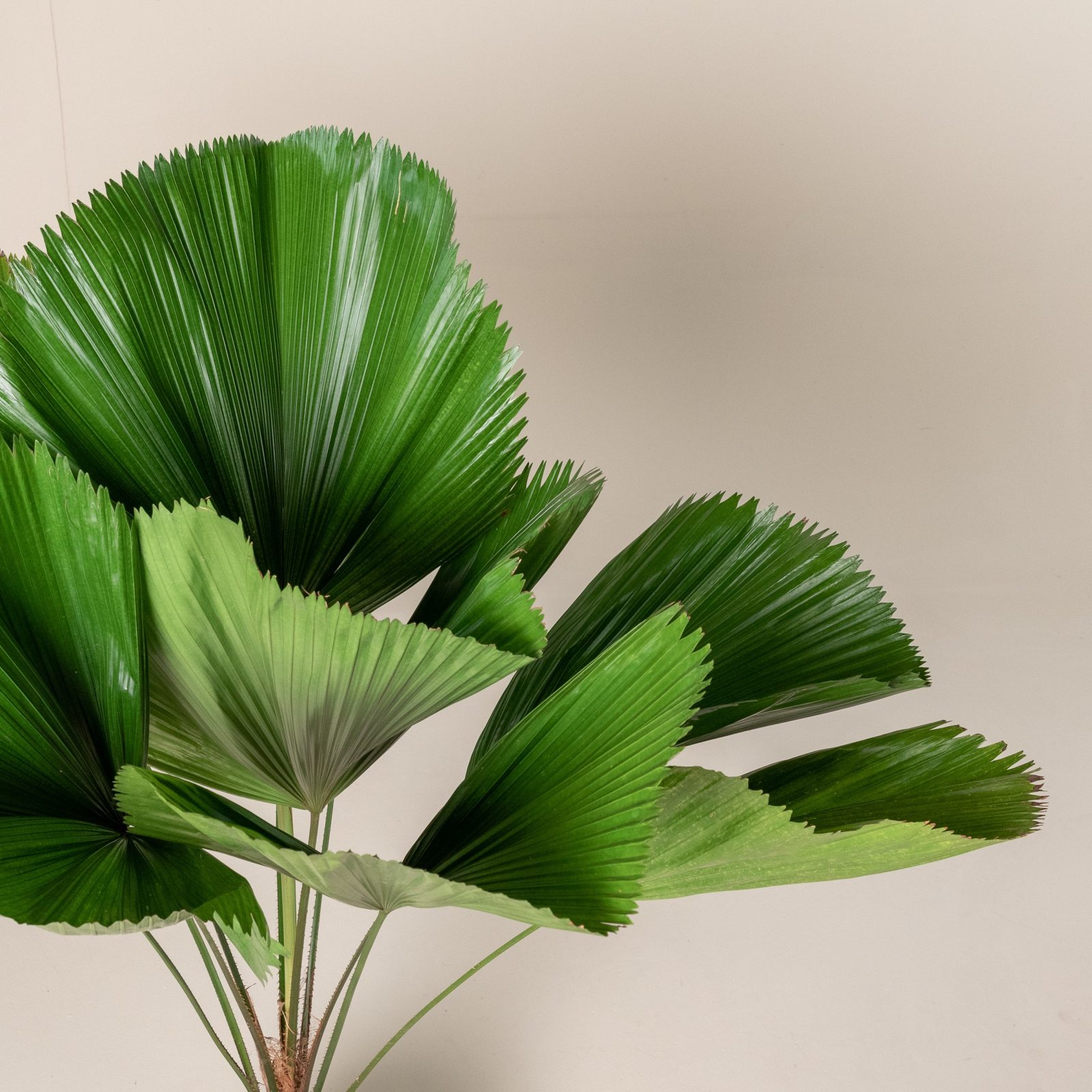 Licuala grandis - The Ruffled Fan Palm | The Palm Centre
