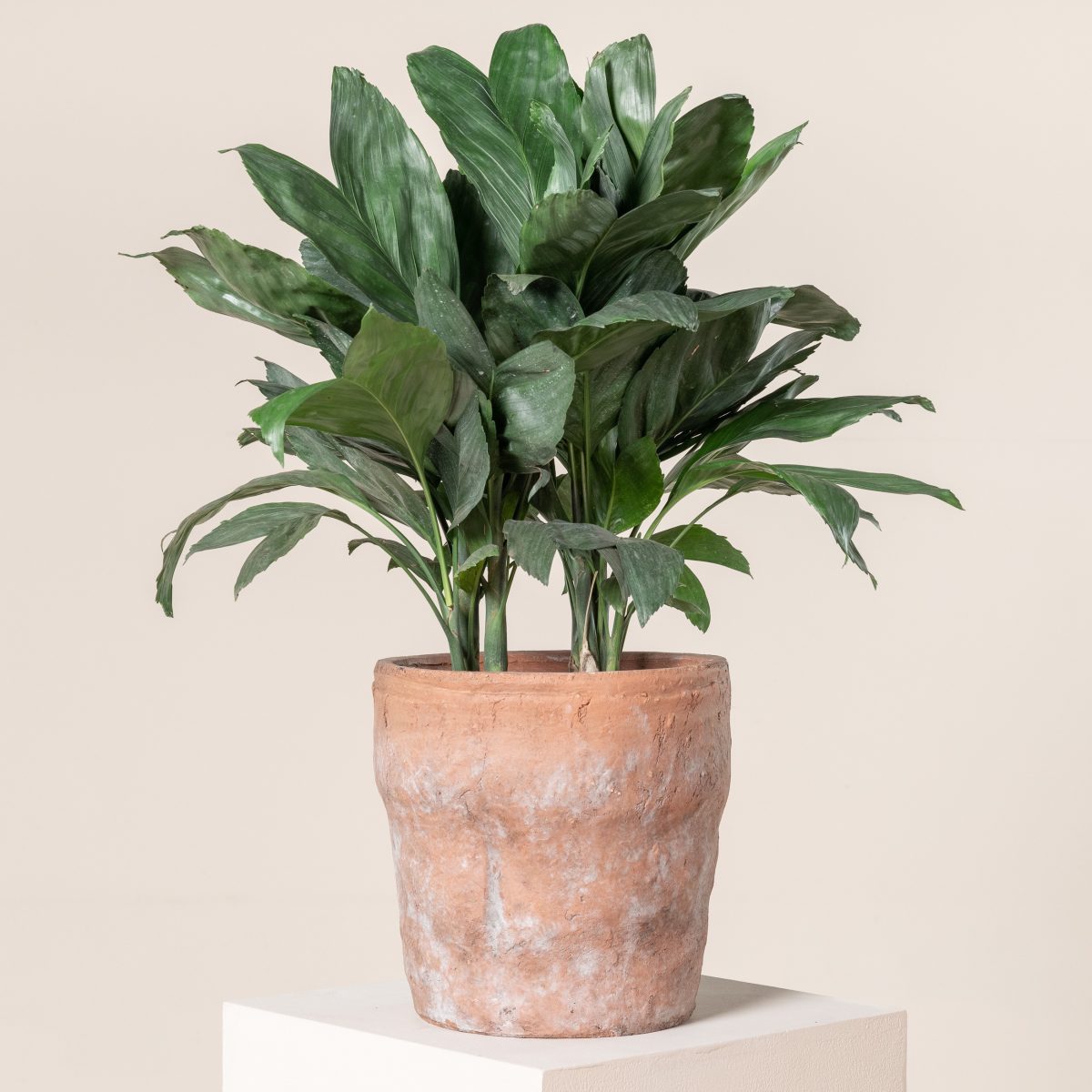 Indoor palm trees for sale | The Palm Centre