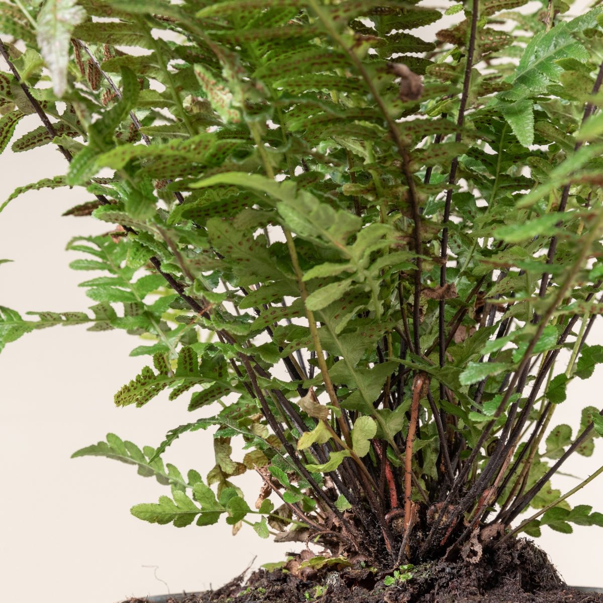 Doodia aspera - prickly rasp fern | The Palm Centre