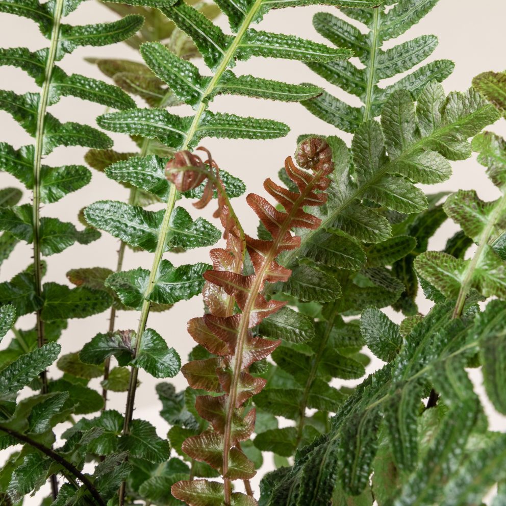 Doodia aspera - prickly rasp fern | The Palm Centre