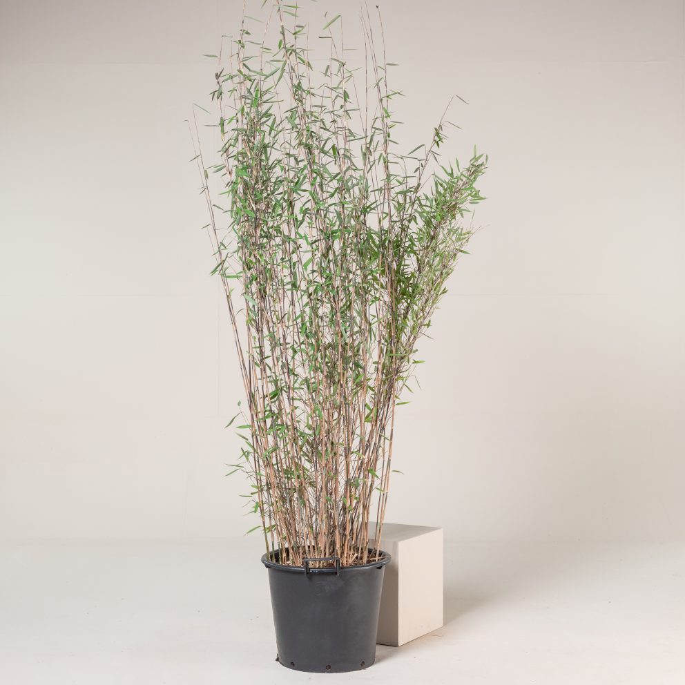 Fargesia nitida ‘Black pearl’ - Fountain bamboo | The Palm Centre