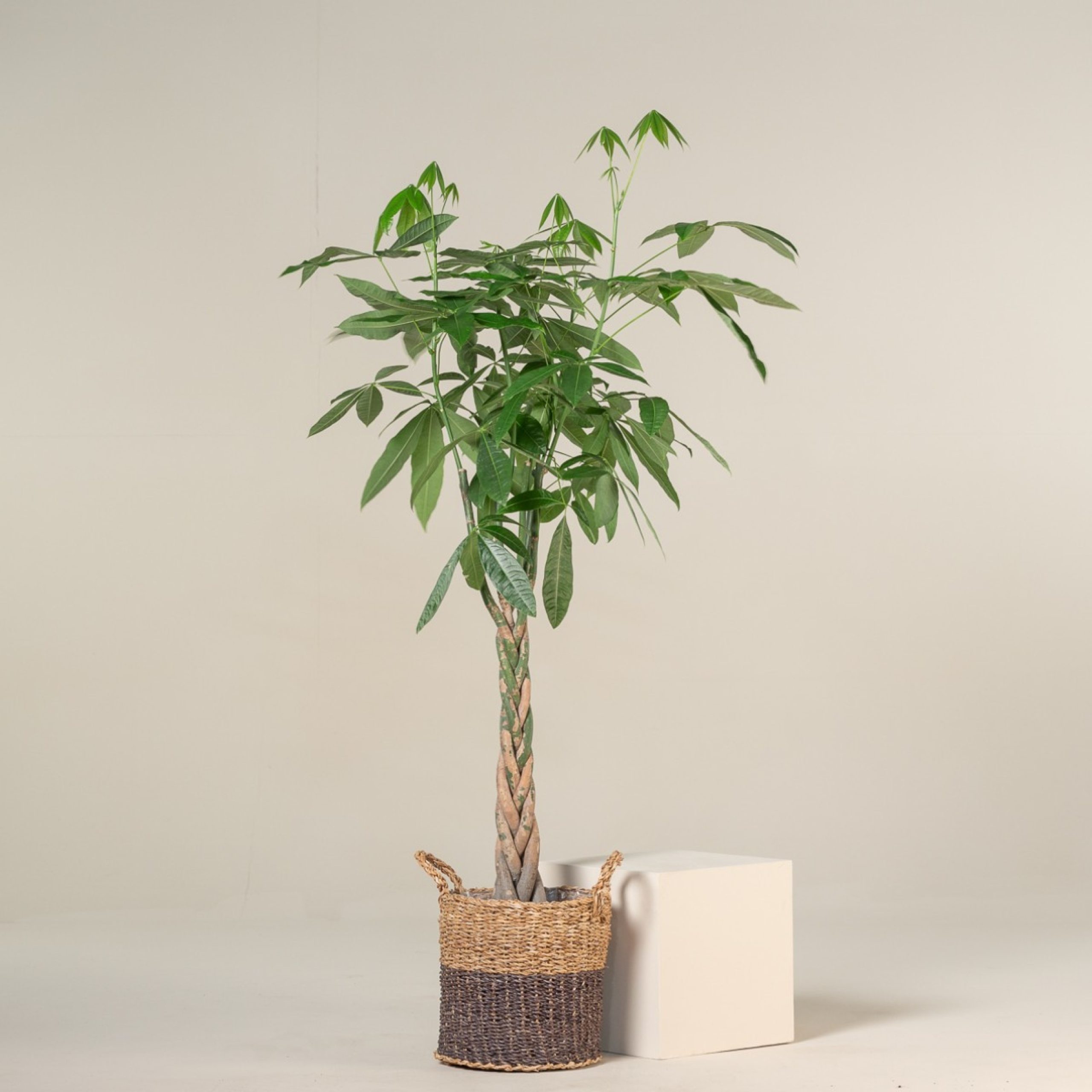 A money tree store