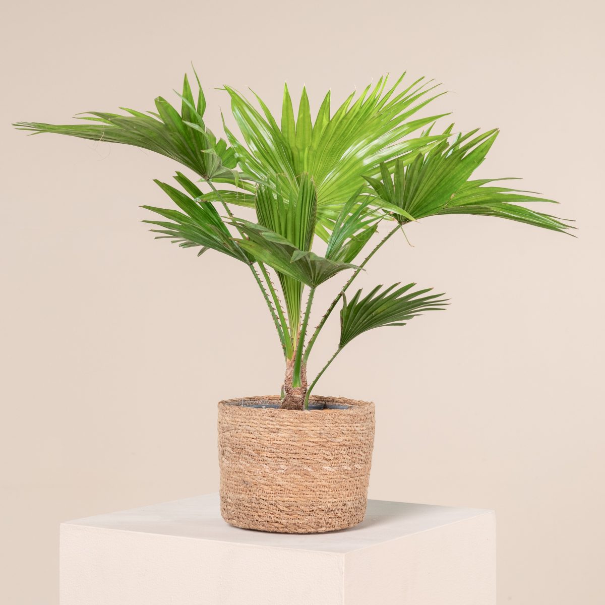 Livistona rotundifolia - footstool palm | The Palm Centre