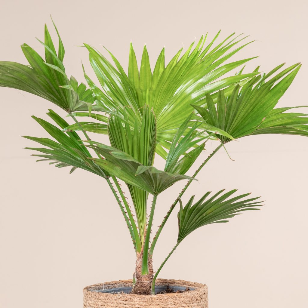 Livistona rotundifolia - footstool palm | The Palm Centre