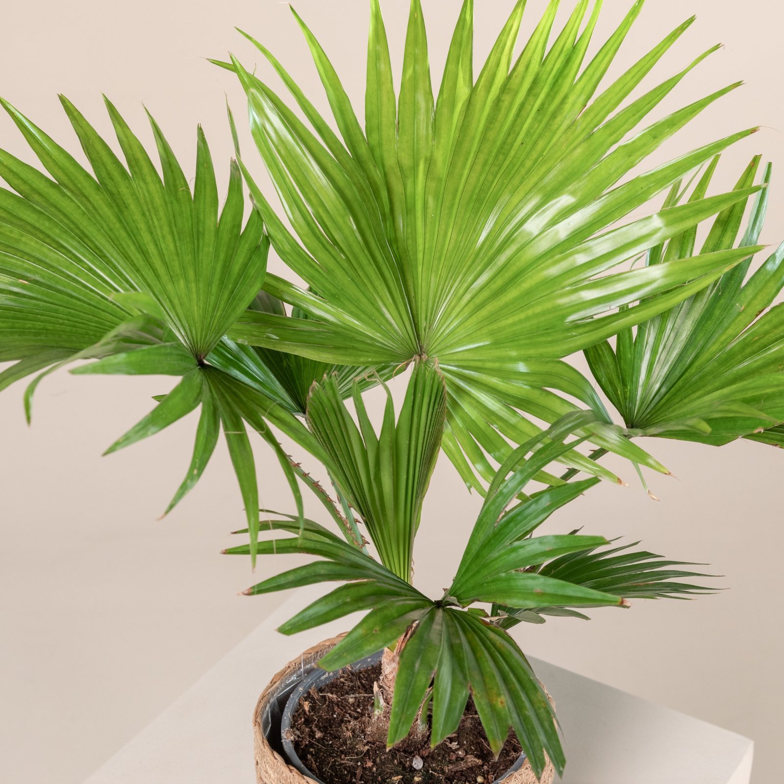 Livistona rotundifolia - footstool palm | The Palm Centre