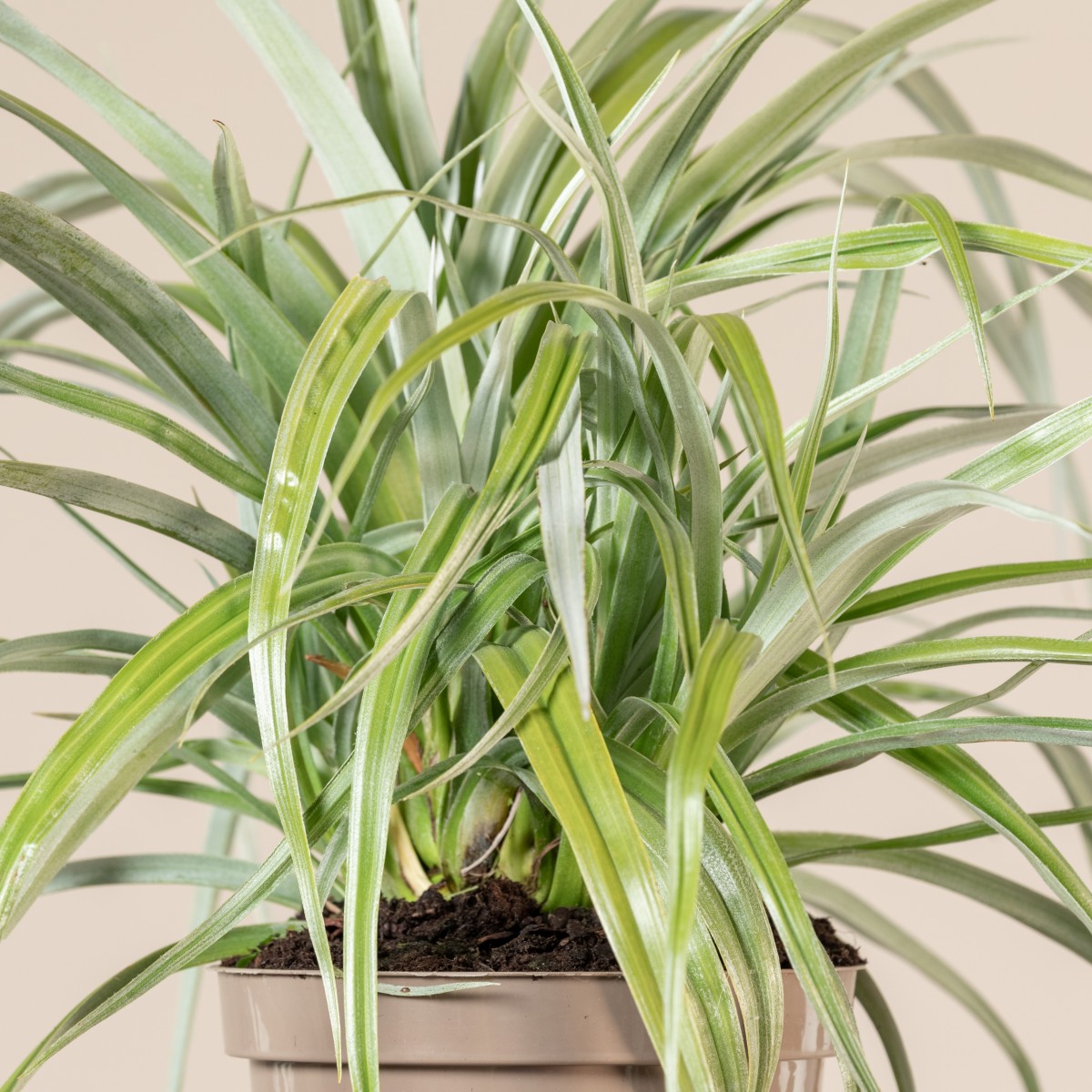 Astelia chathamica ‘Silver Shadow’ | The Palm Centre