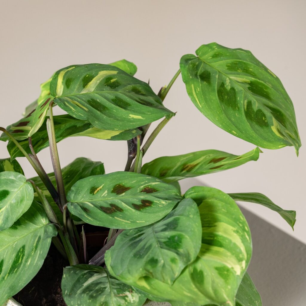 Maranta leuconeura ‘Fiesta’ | The Palm Centre