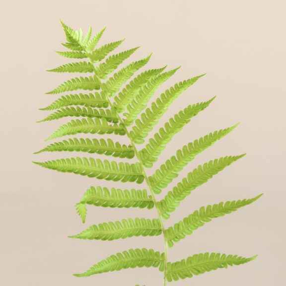 Matteuccia struthiopteris - Ostrich fern | The Palm Centre