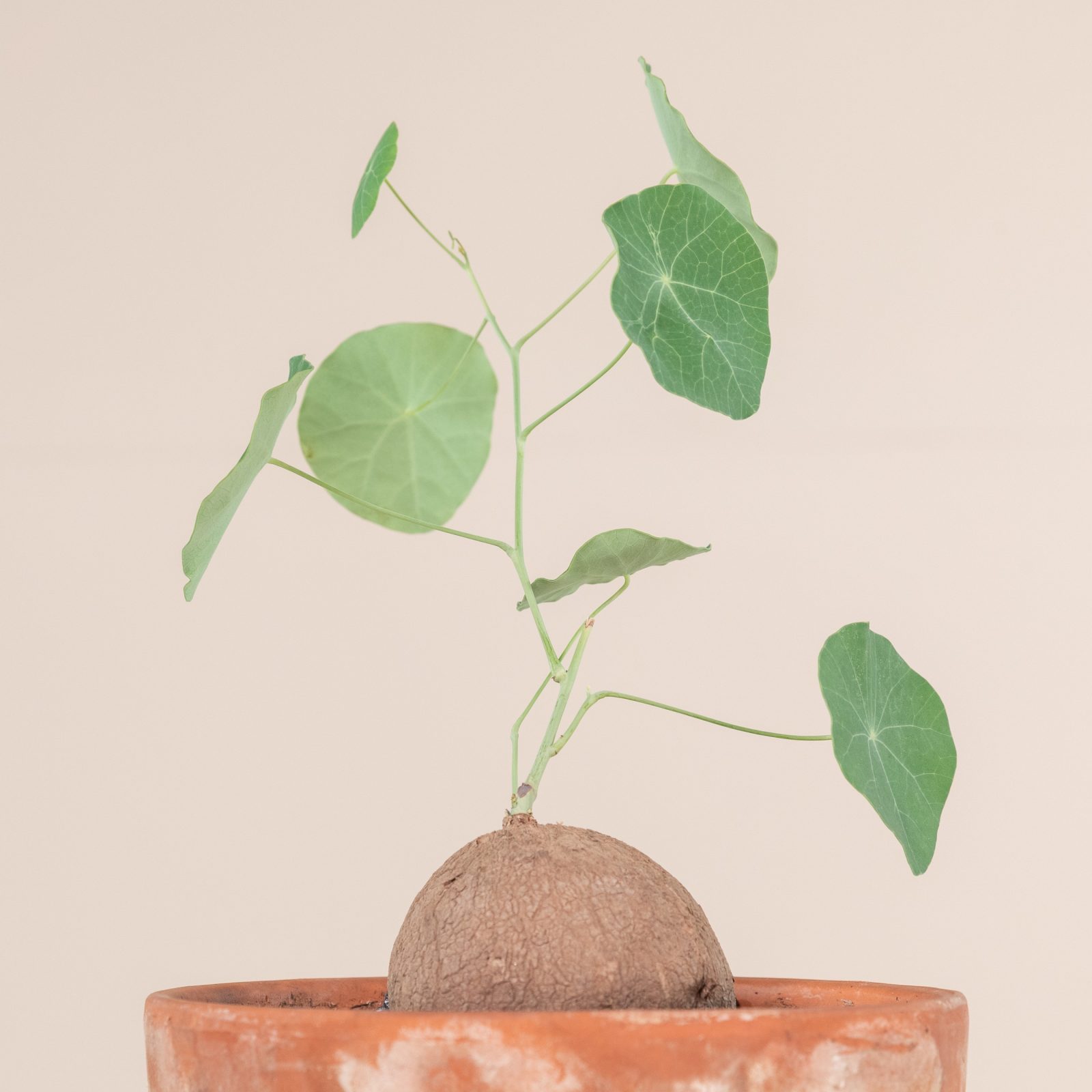 Stephania pierrei ‘Erecta’ | The Palm Centre