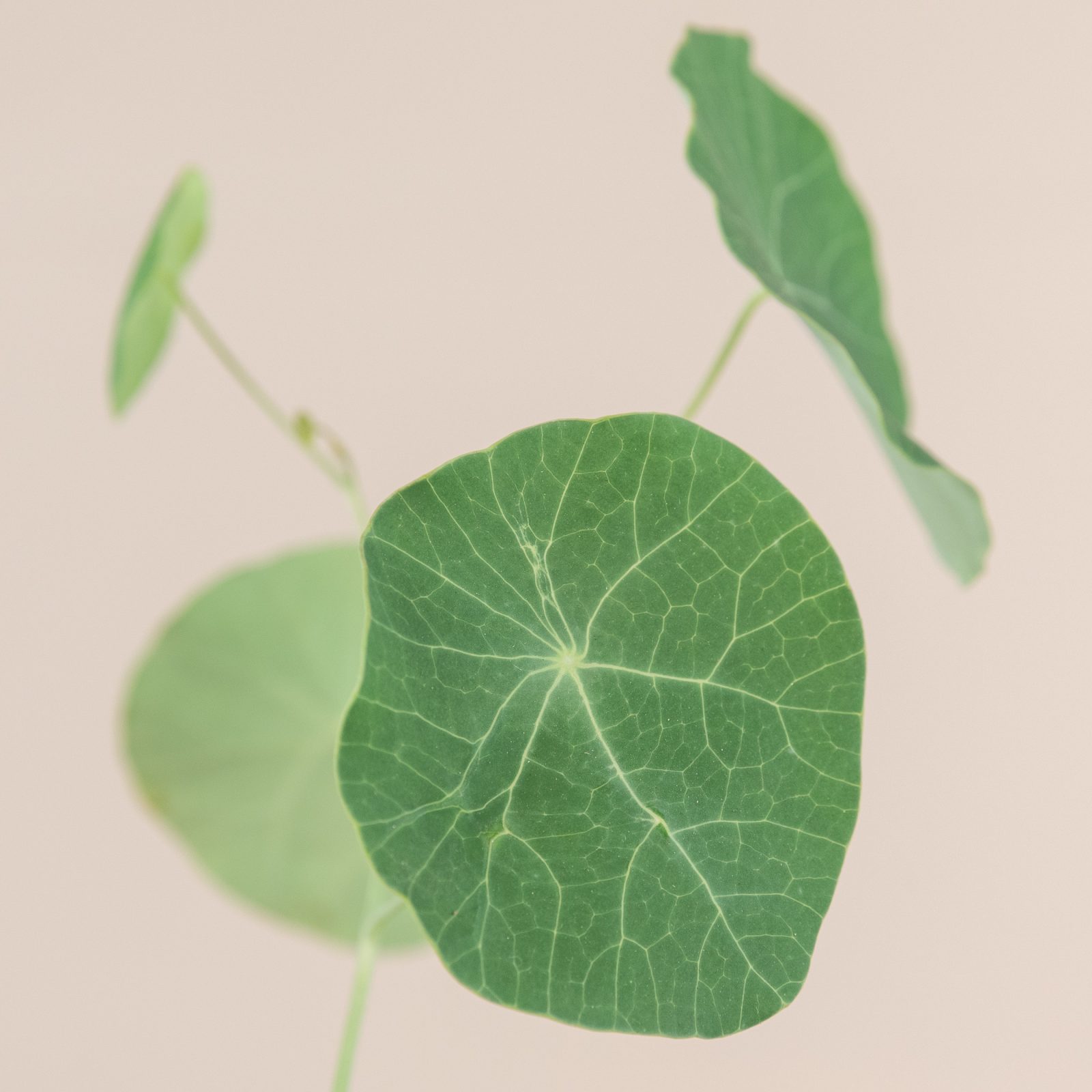 Stephania pierrei ‘Erecta’ | The Palm Centre