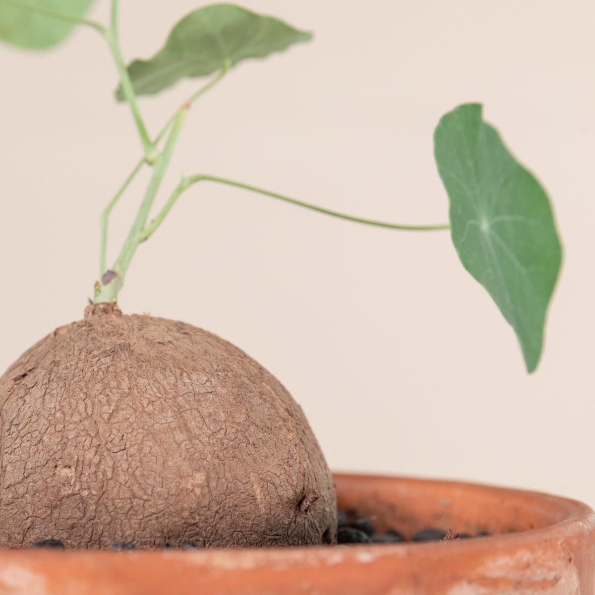 Stephania pierrei ‘Erecta’ | The Palm Centre