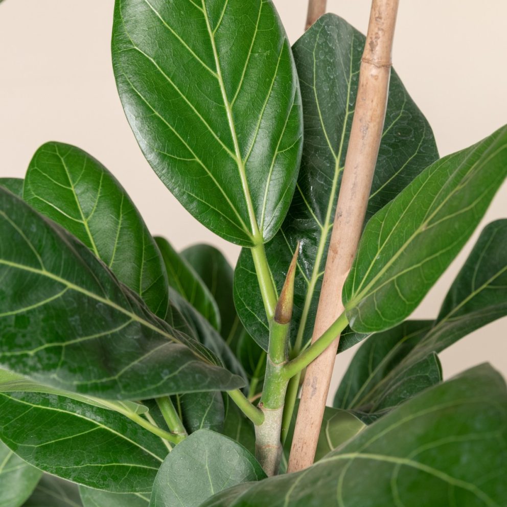 Ficus benghalensis ‘Audrey’ | The Palm Centre