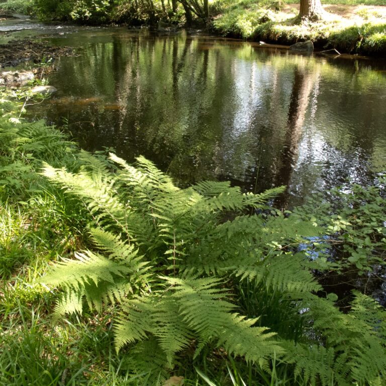 Ground Ferns 101: How to look after your ground ferns | The Palm Centre