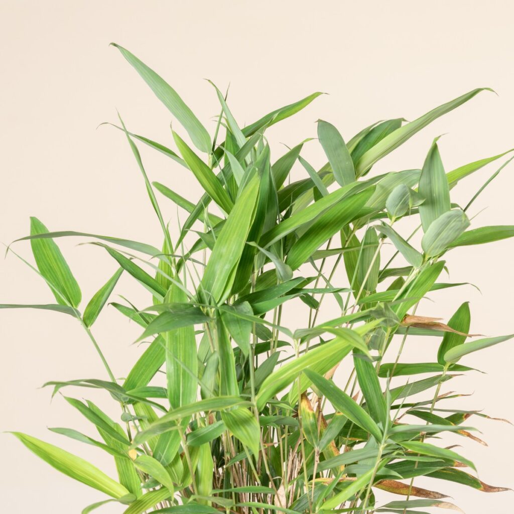 Sasa tsuboiana - Japanese bamboo | The Palm Centre