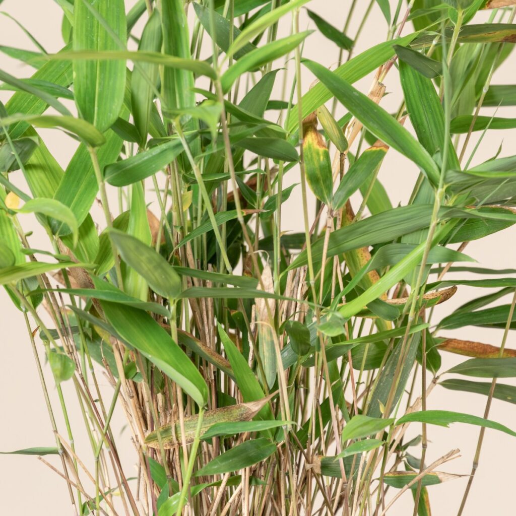 Sasa tsuboiana - Japanese bamboo | The Palm Centre