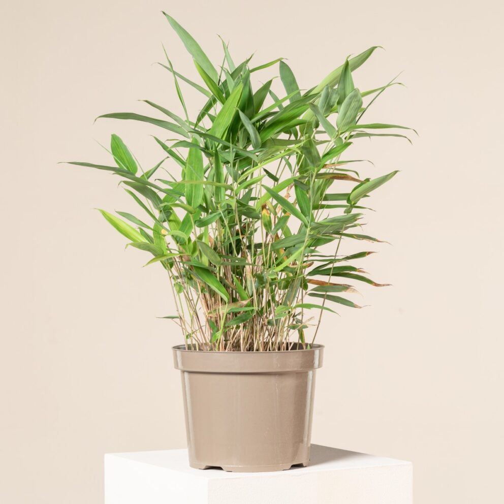 Sasa tsuboiana - Japanese bamboo | The Palm Centre