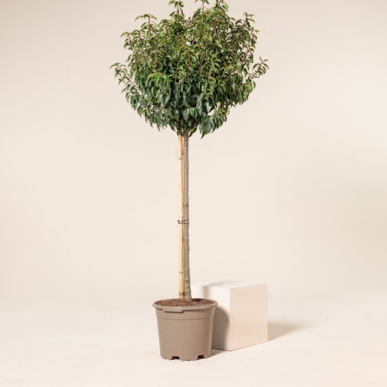 Size Matters: Understanding tree and shrub forms | The Palm Centre