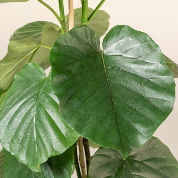Ficus umbellata - Umbrella Tree Fig | The Palm Centre