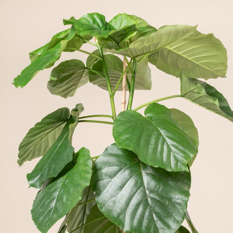 Ficus umbellata - Umbrella Tree Fig | The Palm Centre