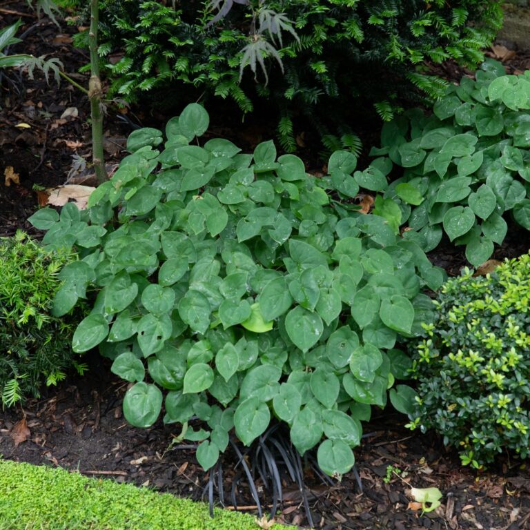 Top 10 Plants For Dry Shade | The Palm Centre