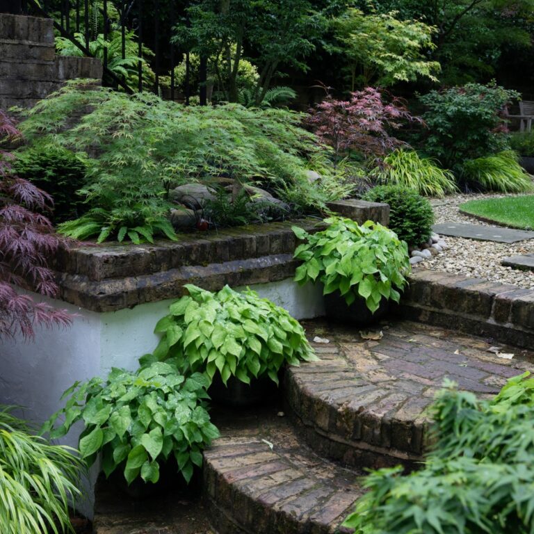 Top 10 Plants For Dry Shade | The Palm Centre