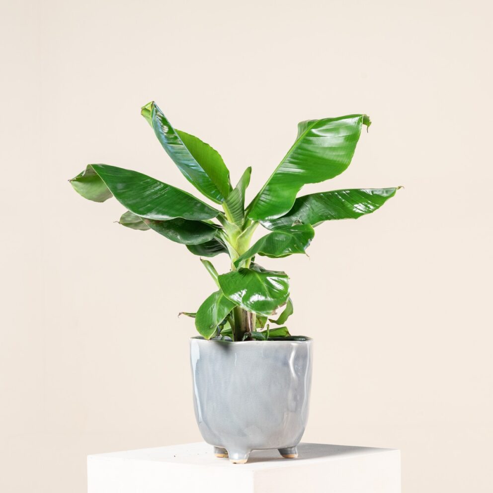 Musa acuminata ‘Dwarf Cavendish’ | Indoor banana plant | The Palm Centre