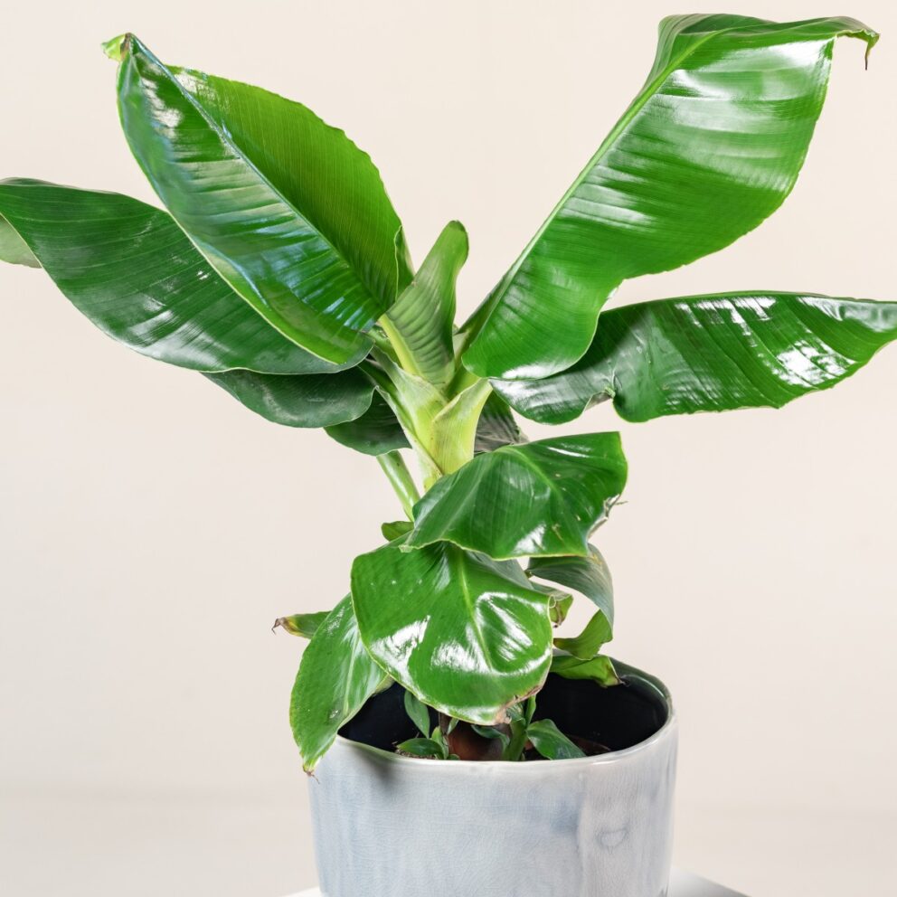 Musa acuminata ‘Dwarf Cavendish’ | Indoor banana plant | The Palm Centre