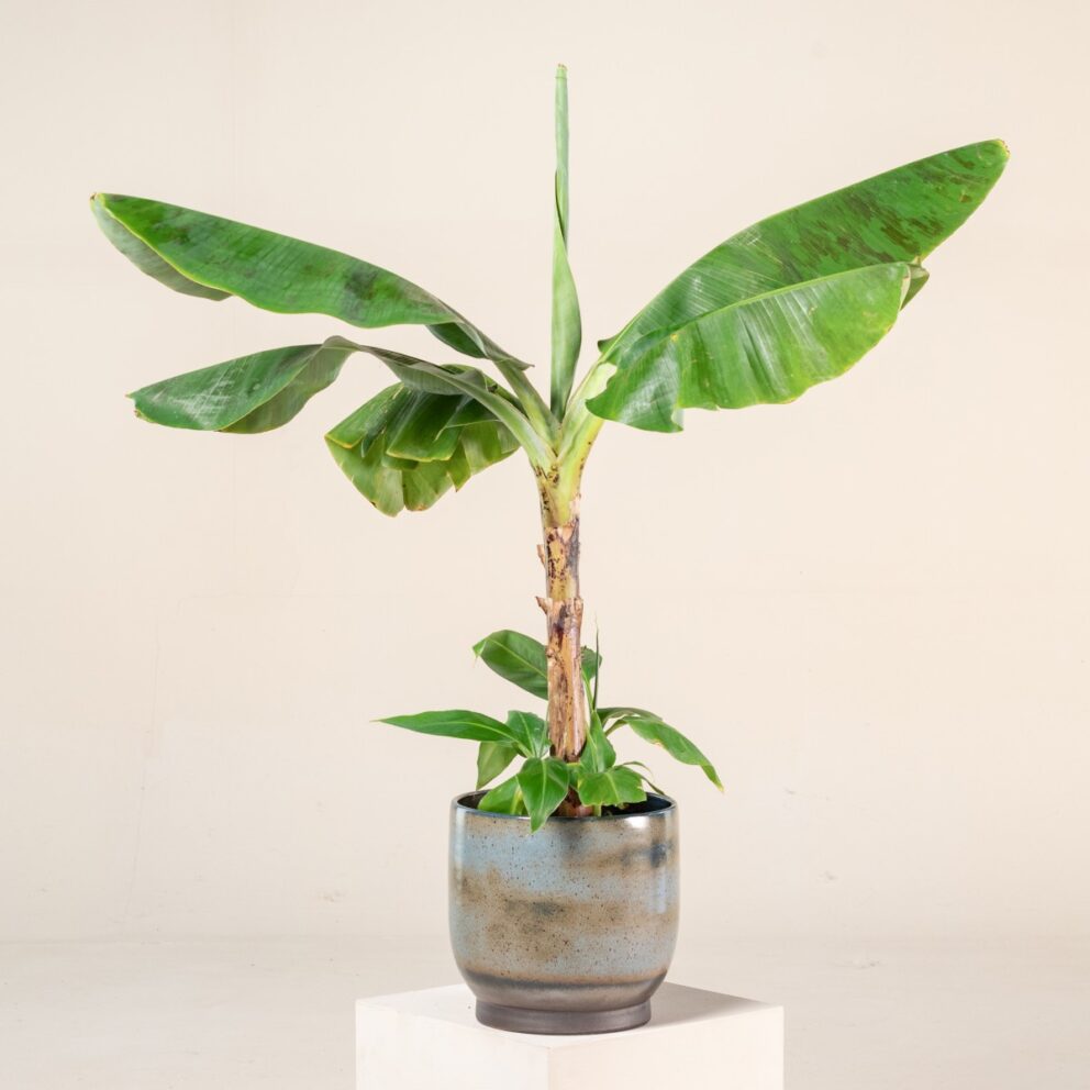 Musa acuminata ‘Dwarf Cavendish’ | Indoor banana plant | The Palm Centre