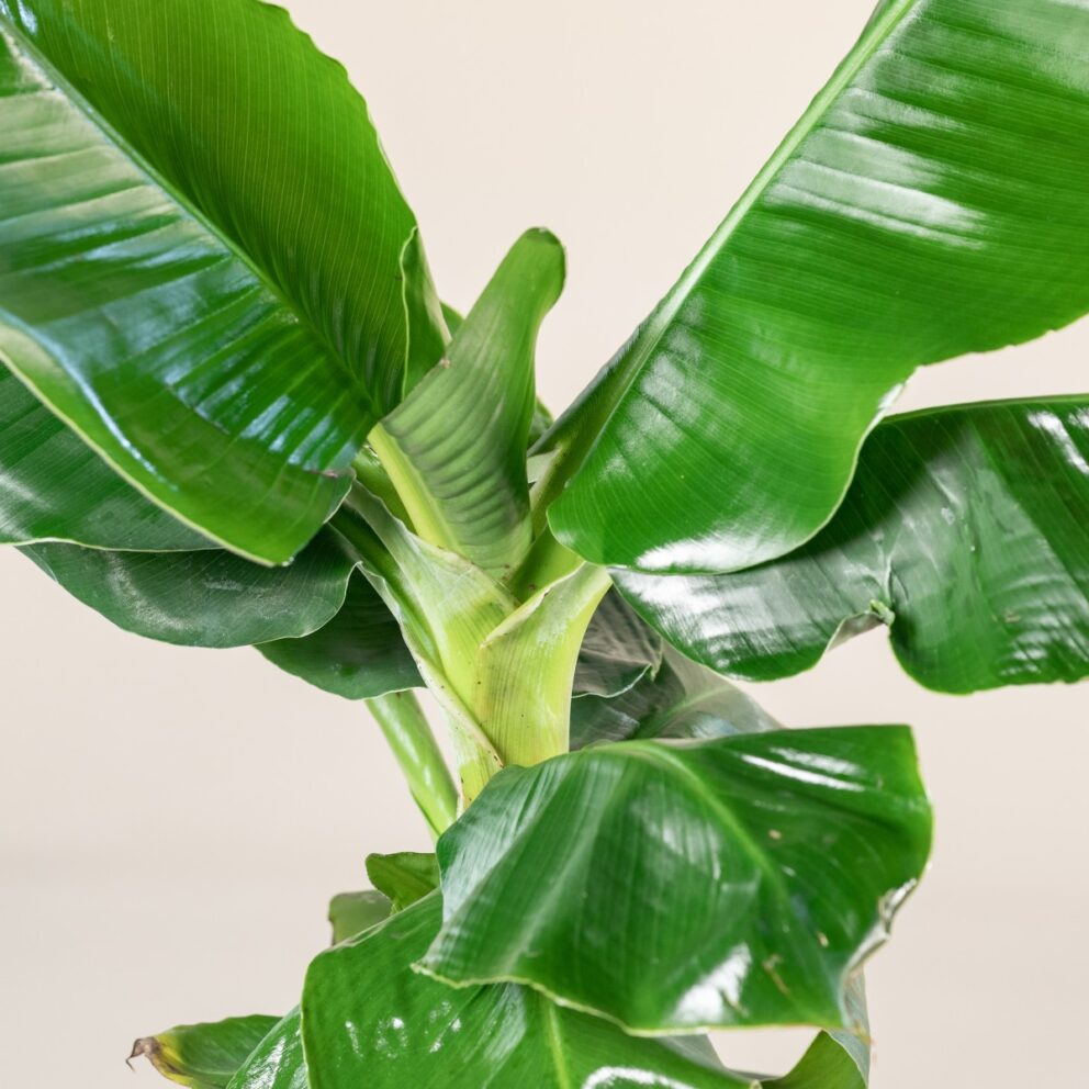 Musa acuminata ‘Dwarf Cavendish’ | Indoor banana plant | The Palm Centre