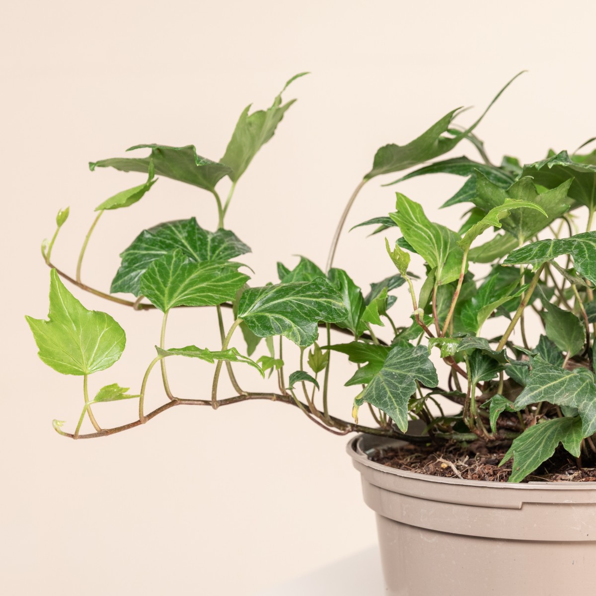 Hedera helix ‘Green Ripple’ | The Palm Centre