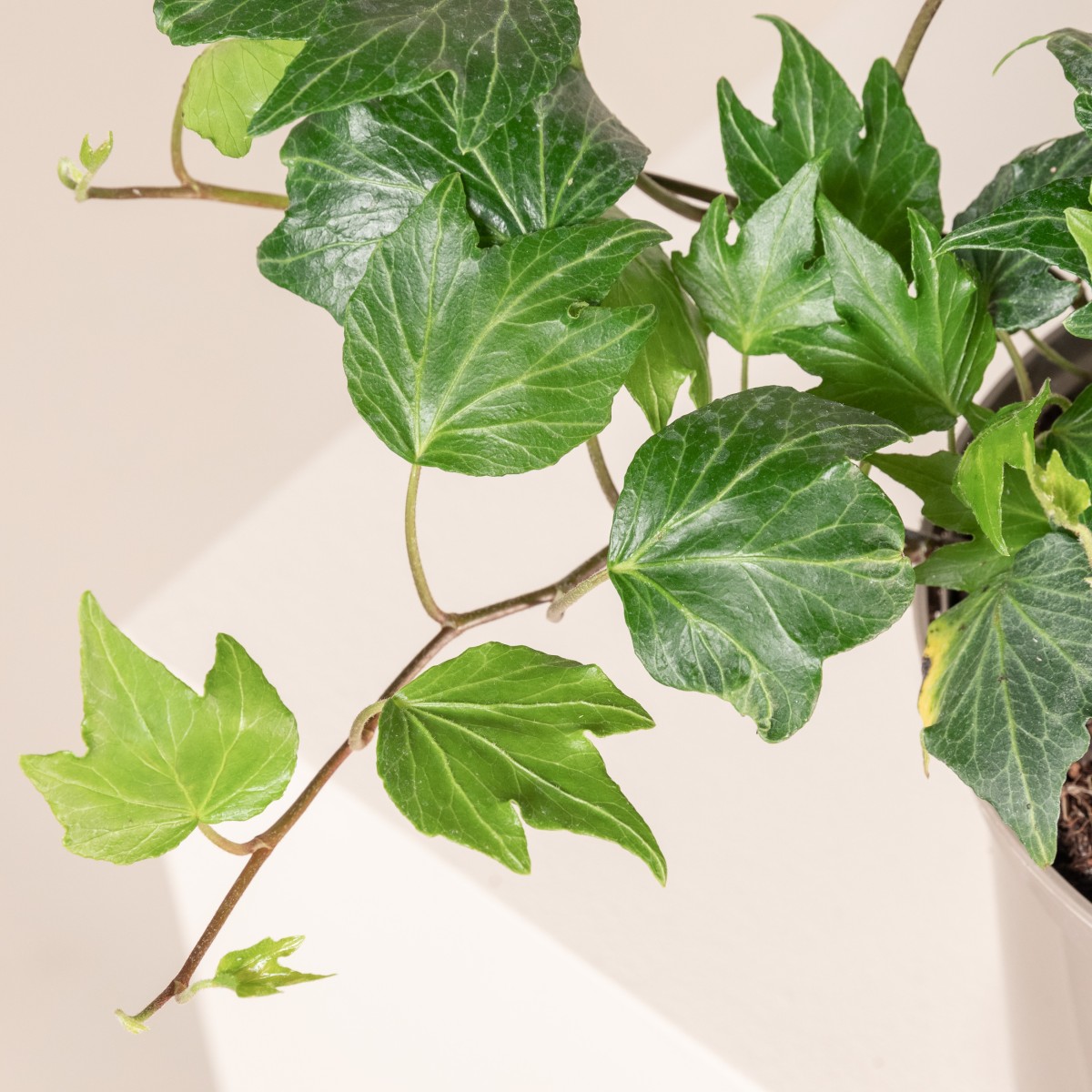 Hedera helix ‘Green Ripple’ | The Palm Centre