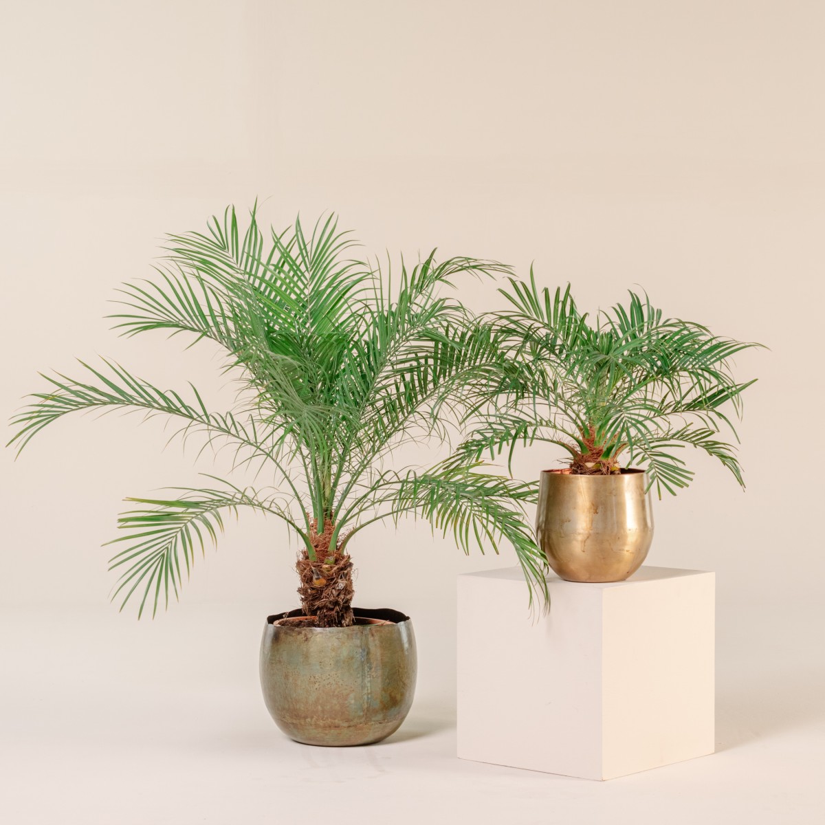 Dwarf palm trees store