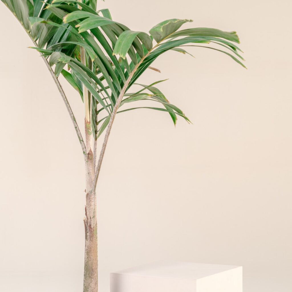 Veitchia joannis | The Palm Centre