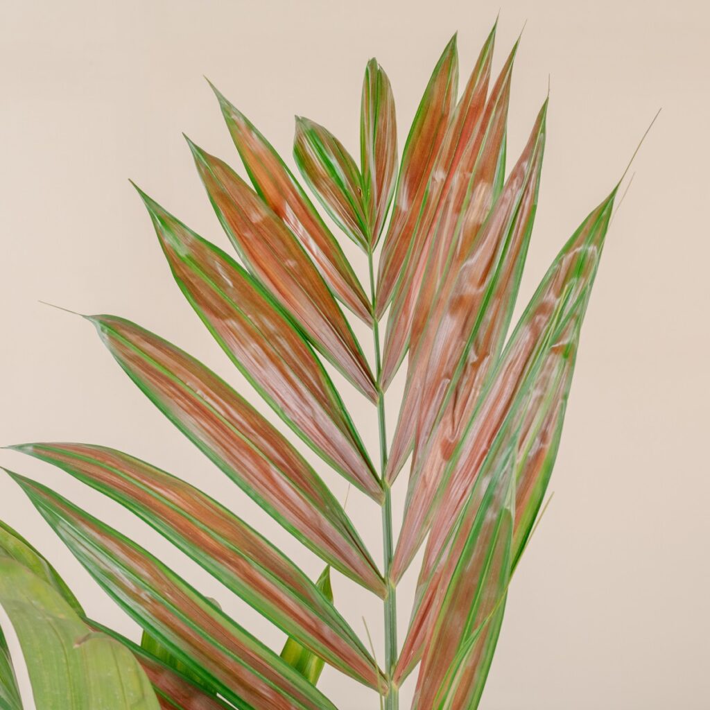 Chambeyronia macrocarpa | The Palm Centre