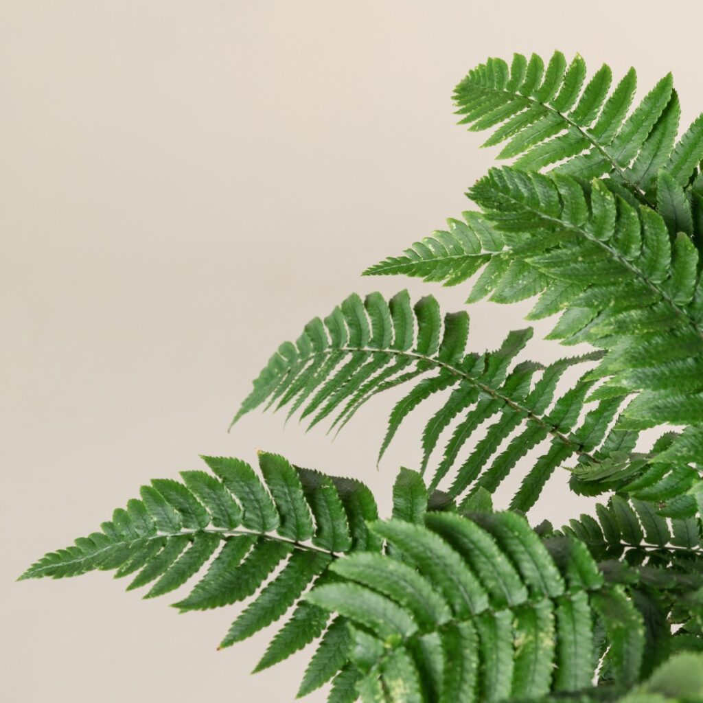 Dryopteris atrata | The Palm Centre
