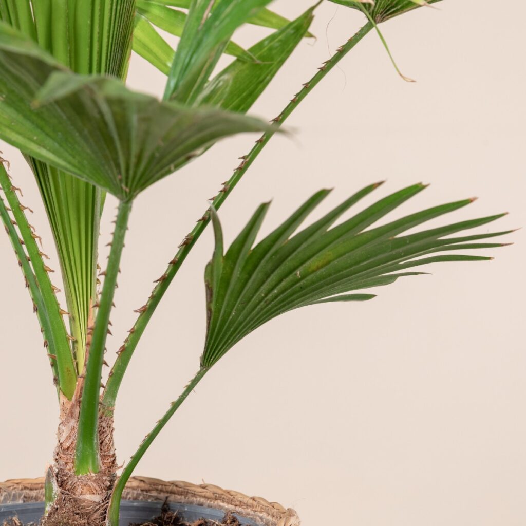 Livistona rotundifolia - footstool palm | The Palm Centre