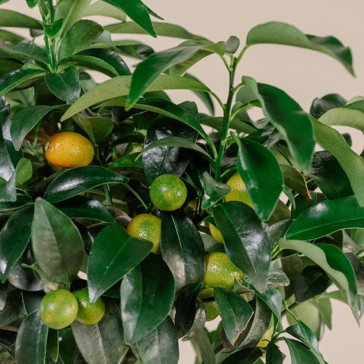 Fortunella margarita - kumquat tree | The Palm Centre