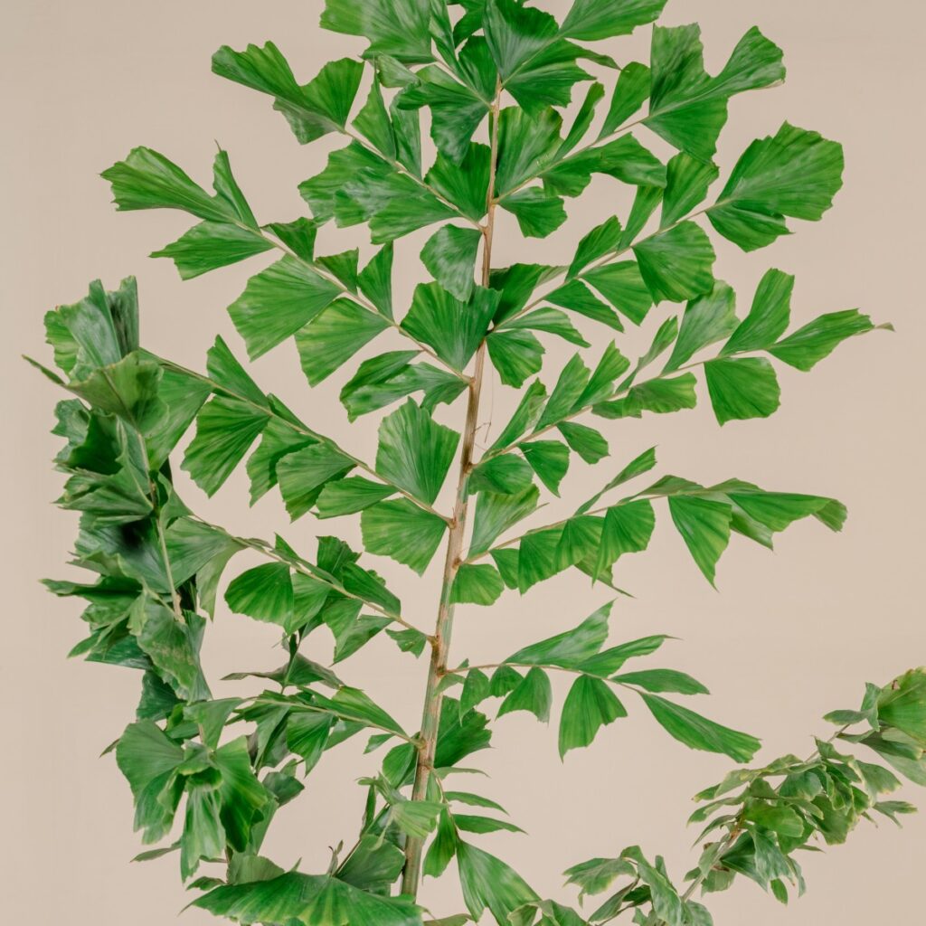 Caryota mitis - Fishtail Palm | The Palm Centre