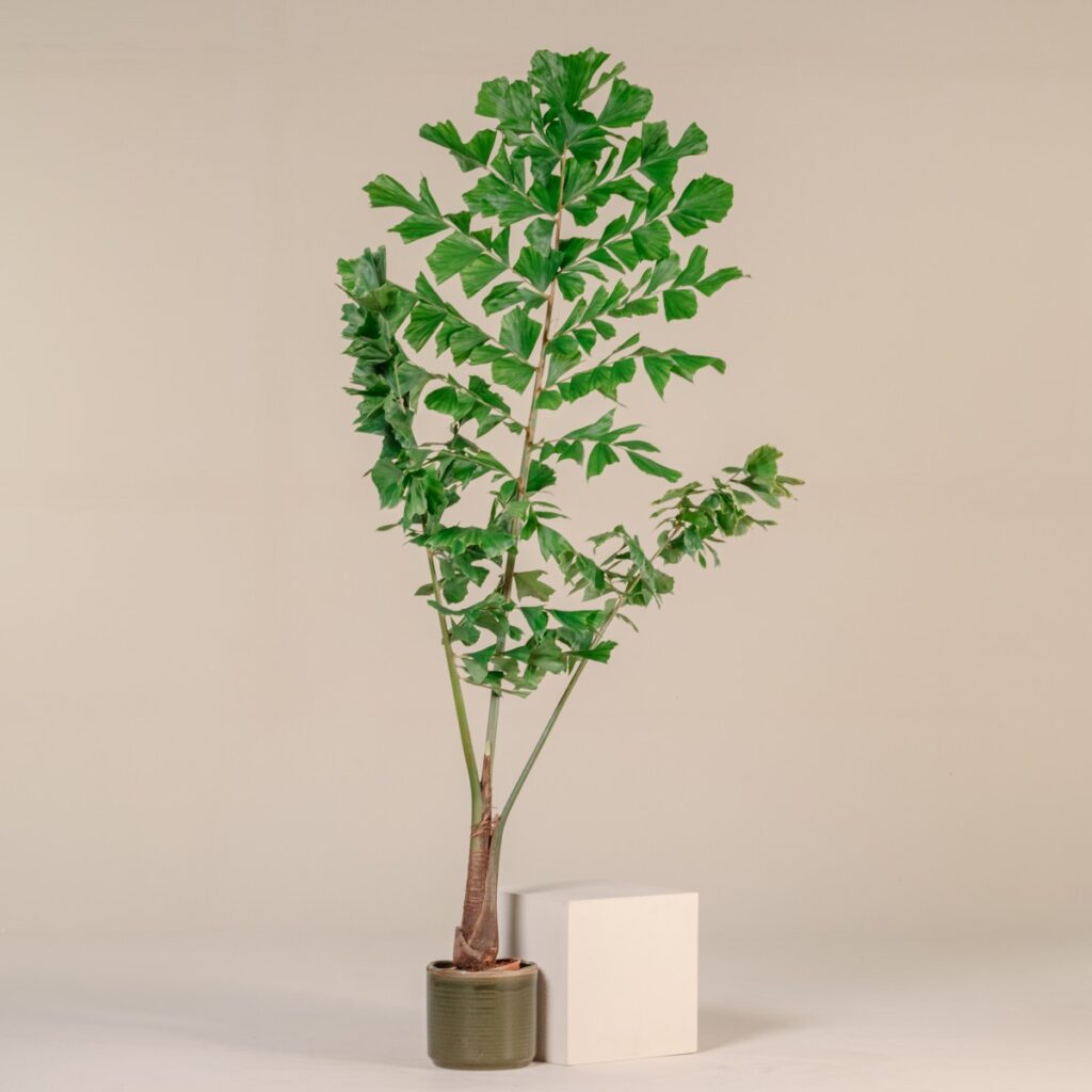 Caryota mitis - Fishtail Palm | The Palm Centre