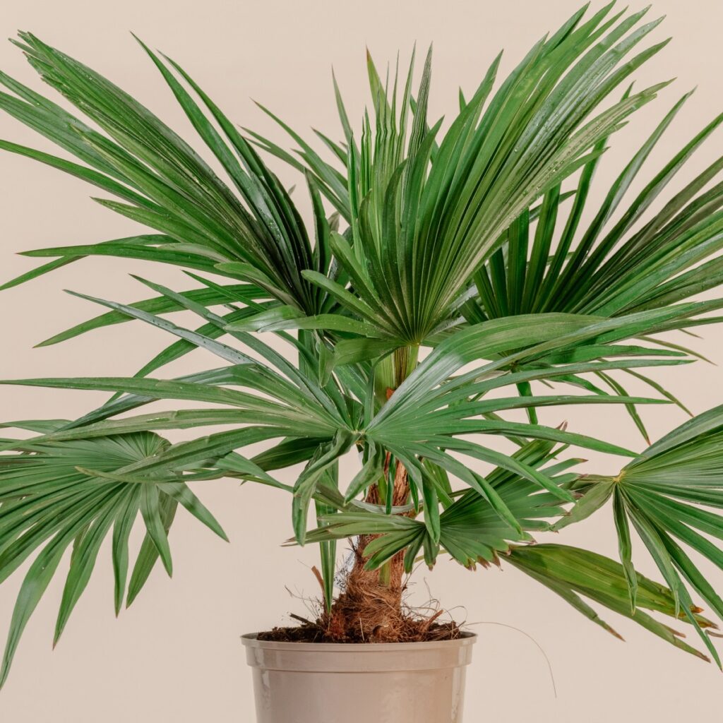 Trithrinax acanthocoma | The Palm Centre