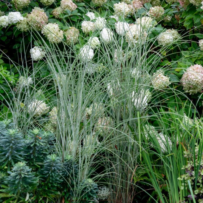 Miscanthus sinensis Morning Light The Palm Centre
