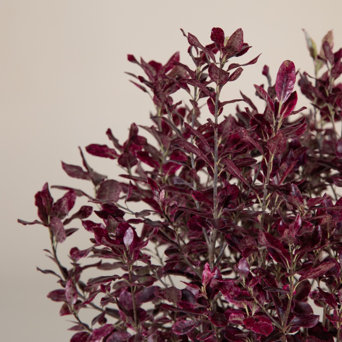 Pittosporum tenuifolium ‘Bannow Bay’ | The Palm Centre